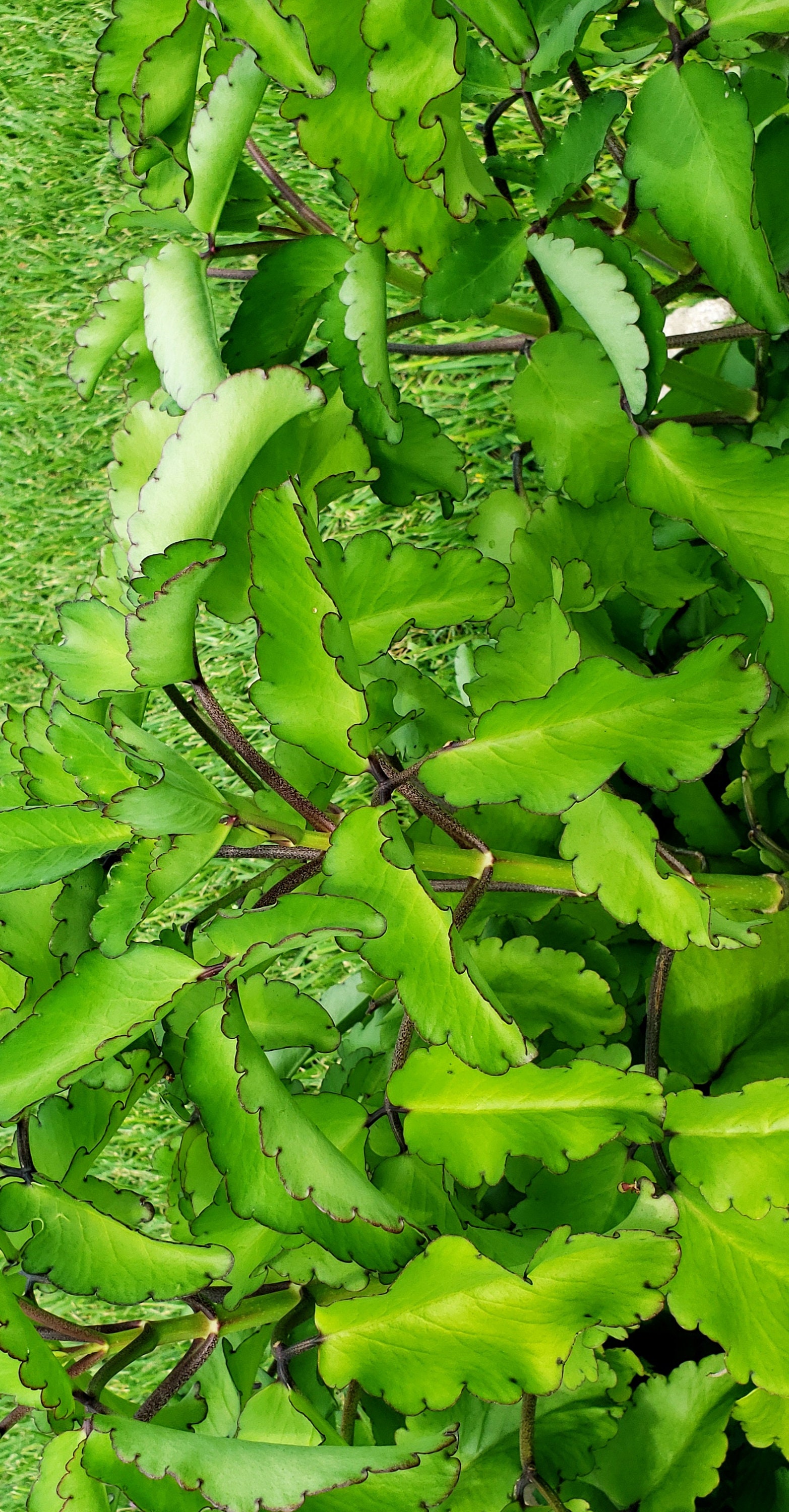 The Miracle Leaf of Life bryophyllum Pinnatum: Bare Root 4-6 Inches ...