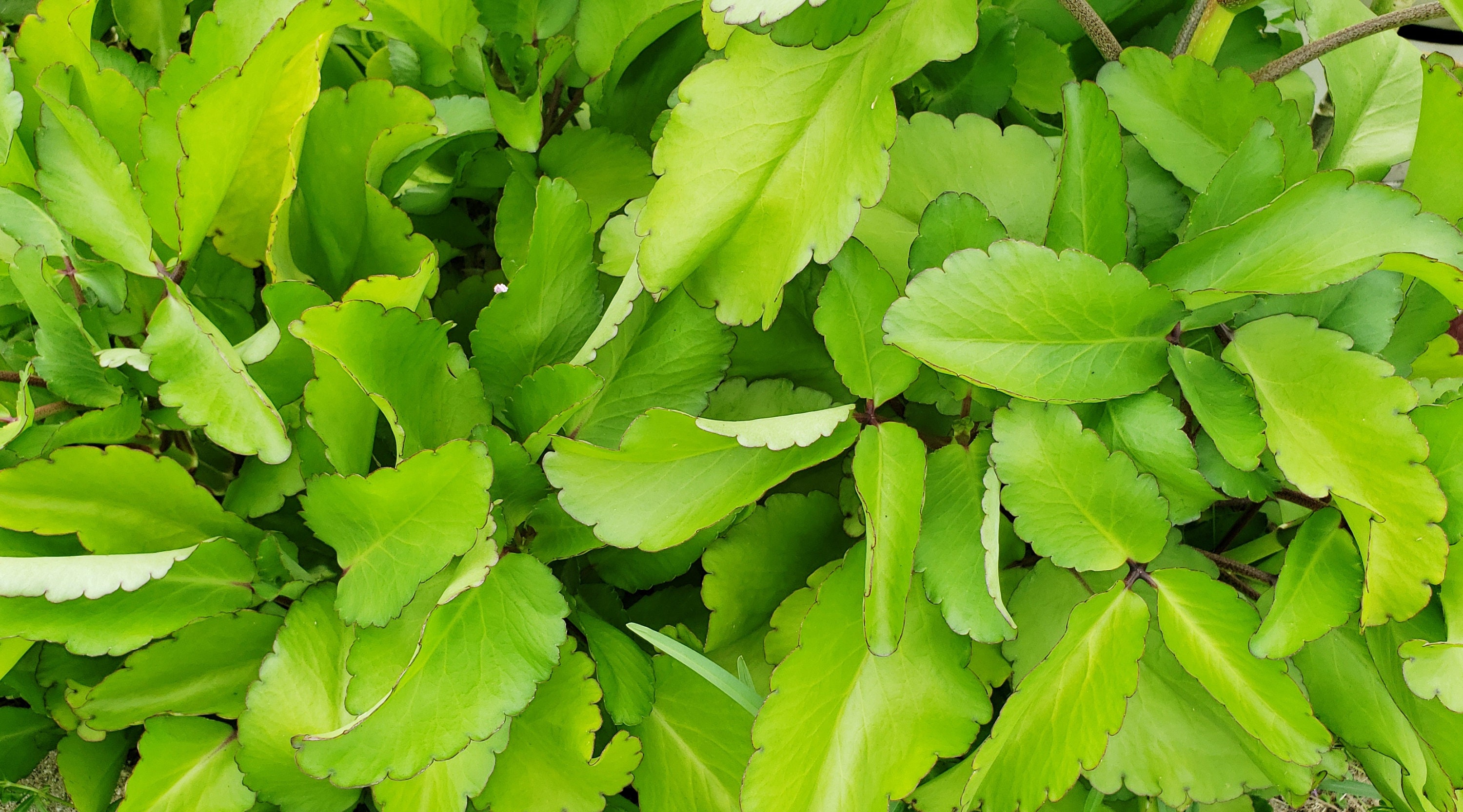 The Miracle Leaf of Life bryophyllum Pinnatum: Bare Root 4-6 Inches ...