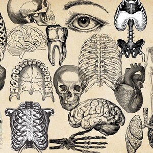 Antique Anatomy, Scrapbook Kit, Junk Journal, Vintage, Ephemera ...