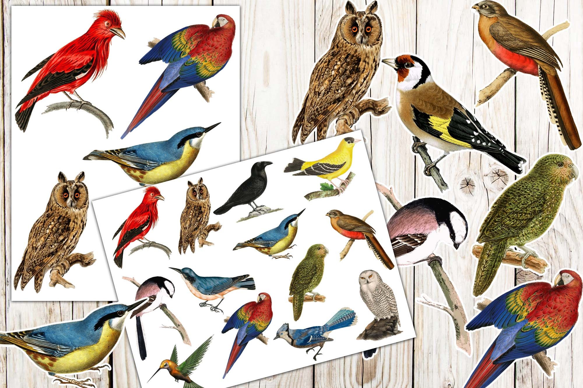 Vintage Birds Clipart Junk Journal Embellishment Printable - Etsy