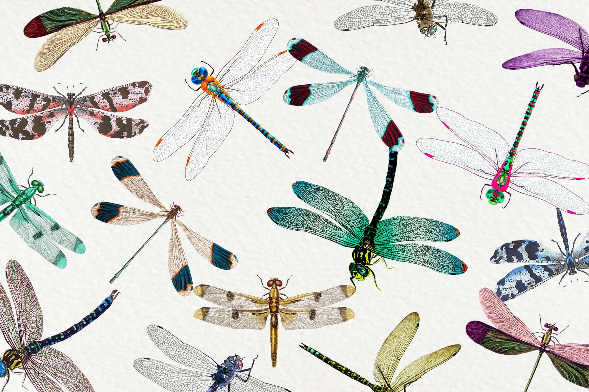 Vintage Dragonfly Clipart 18 Old Images Authentic - Etsy
