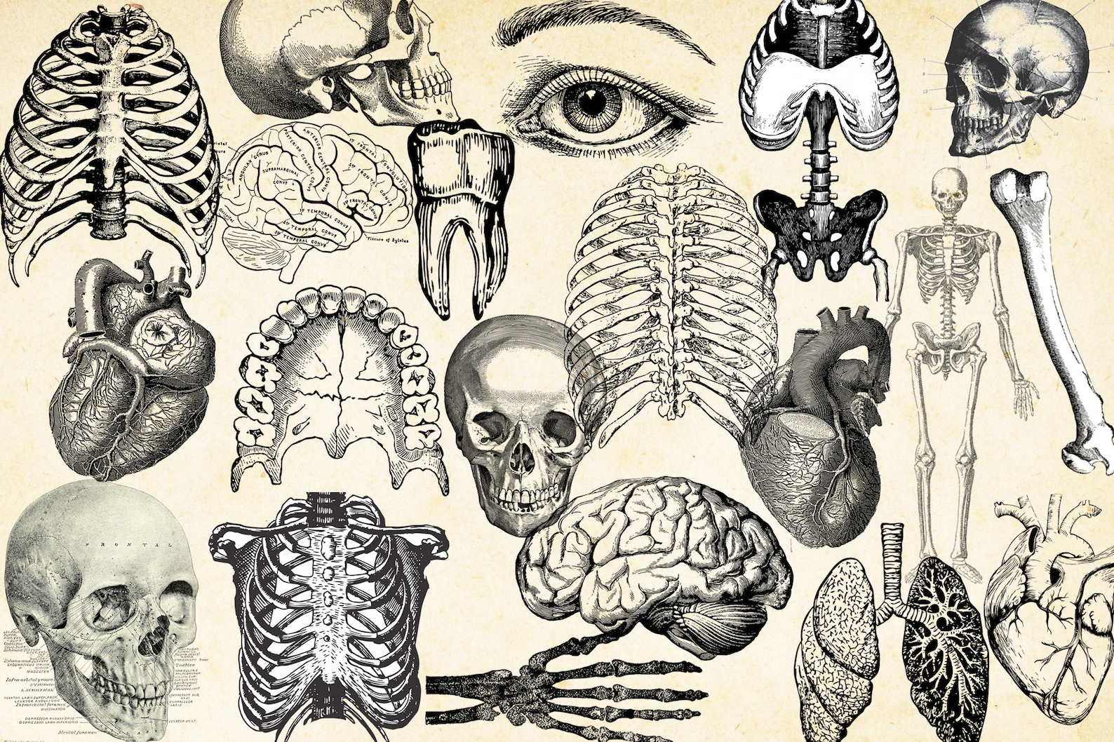 Vintage Anatomy Clipart: Authentic Illustrations, Commercial Use (PNG ...