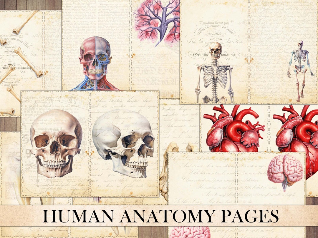 Printable Junk Journal Papers, Vintage Human Anatomy, Signature Sheets ...