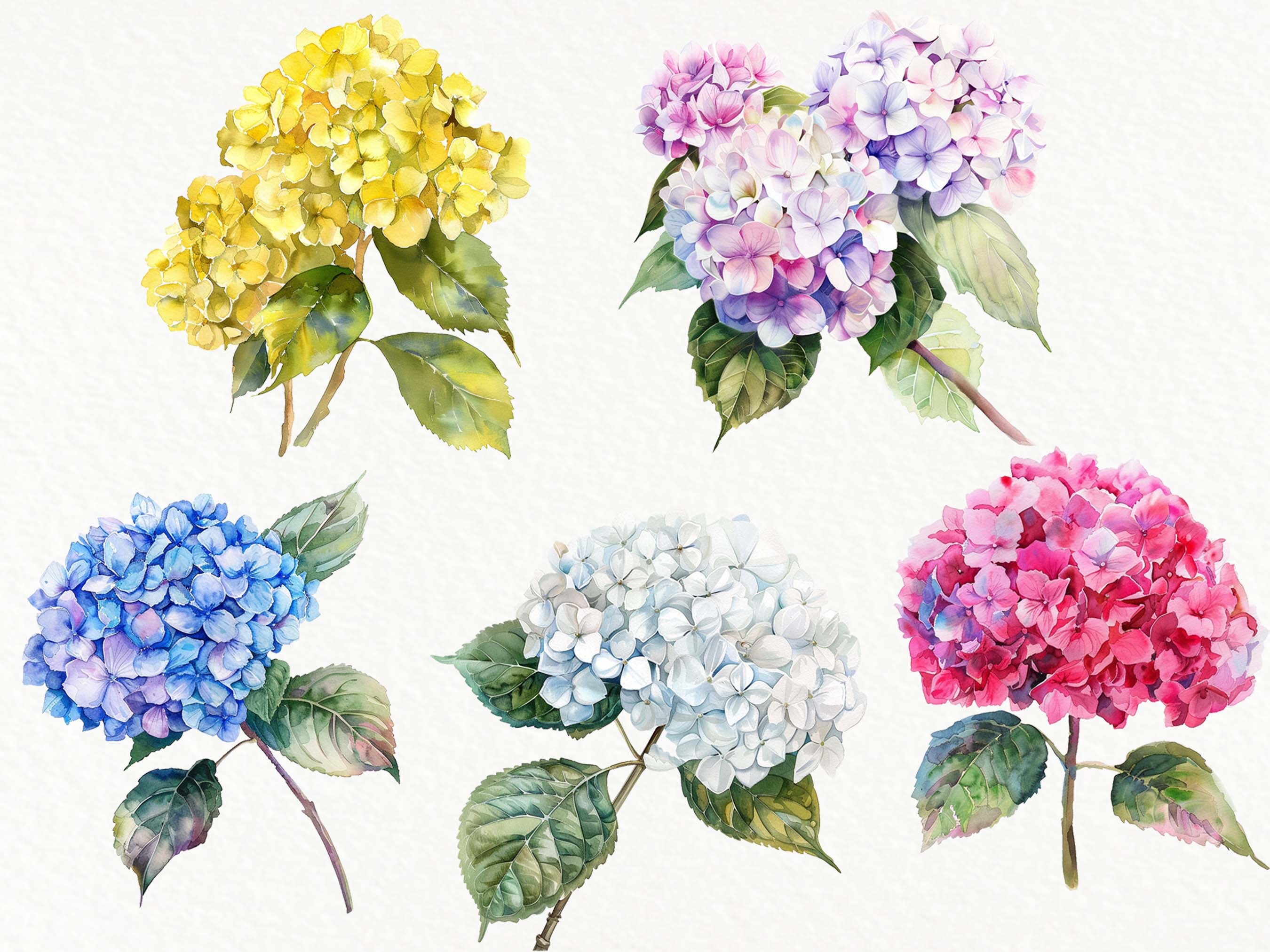 Watercolor Hydrangeas Clipart: Floral PNG Images (digital Download) - Etsy