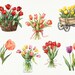 Watercolor Spring Tulips Clipart, Colorful Flower Images, Seasonal ...