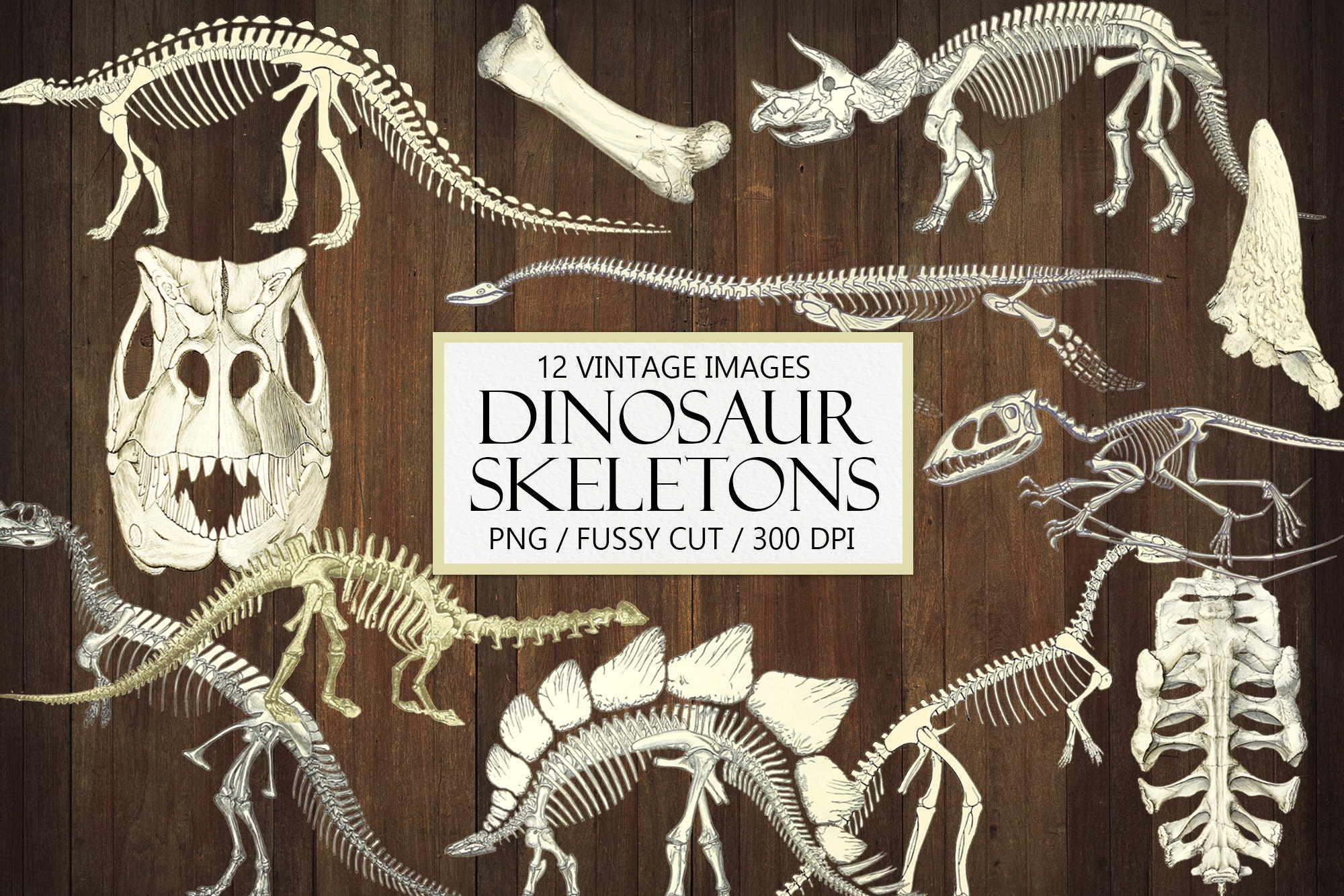 Dinosaur Bones Clipart Archaeology Fossils Skeleton Junk - Etsy