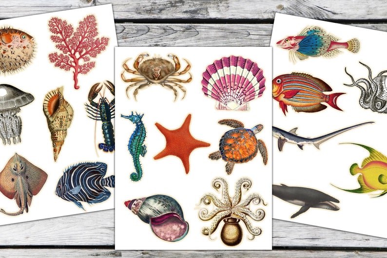 Vintage Ocean Life Clipart: Sea Creatures Ephemera (digital Download ...