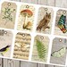 Vintage Nature Tags, Forest Ephemera, Antique Print, Journal Cards ...
