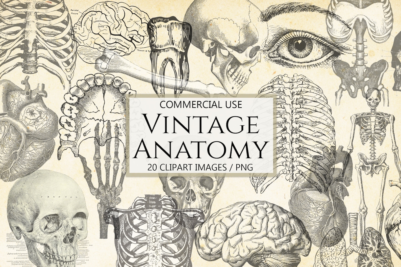 Vintage Anatomy Clipart 20 Old Images Authentic | Etsy