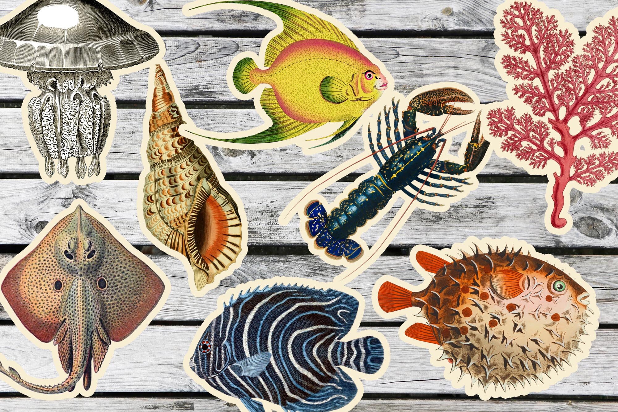 Vintage Ocean Life Clipart: Sea Creatures Ephemera (digital Download ...