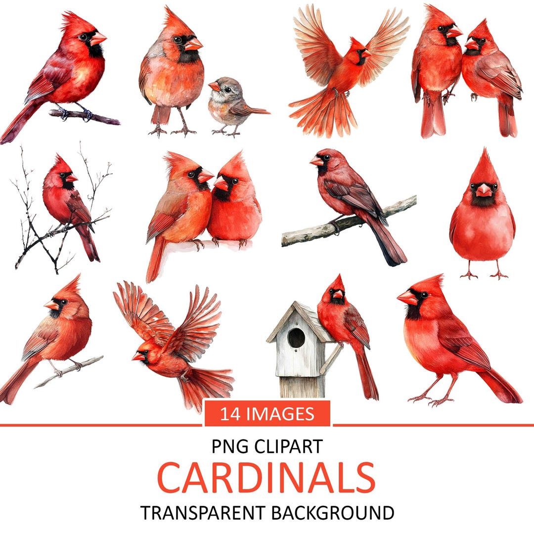 Watercolor Cardinal Clipart: Red Bird PNG Images (commercial Use ...