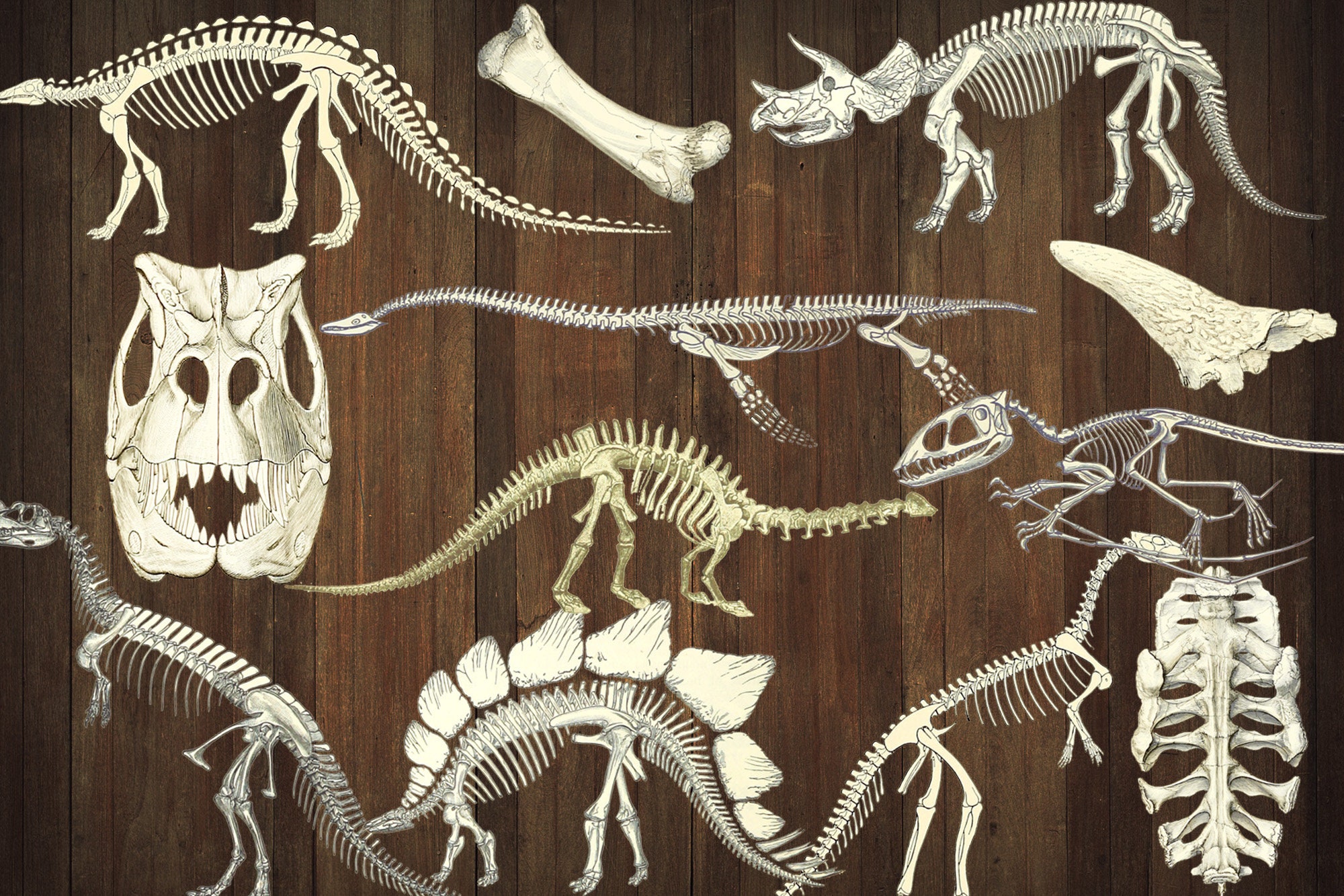 Dinosaur Bones Clipart Archaeology Fossils Skeleton Junk - Etsy
