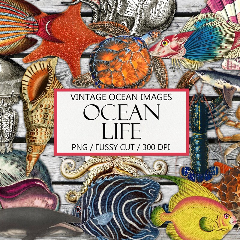Ocean Life - Etsy