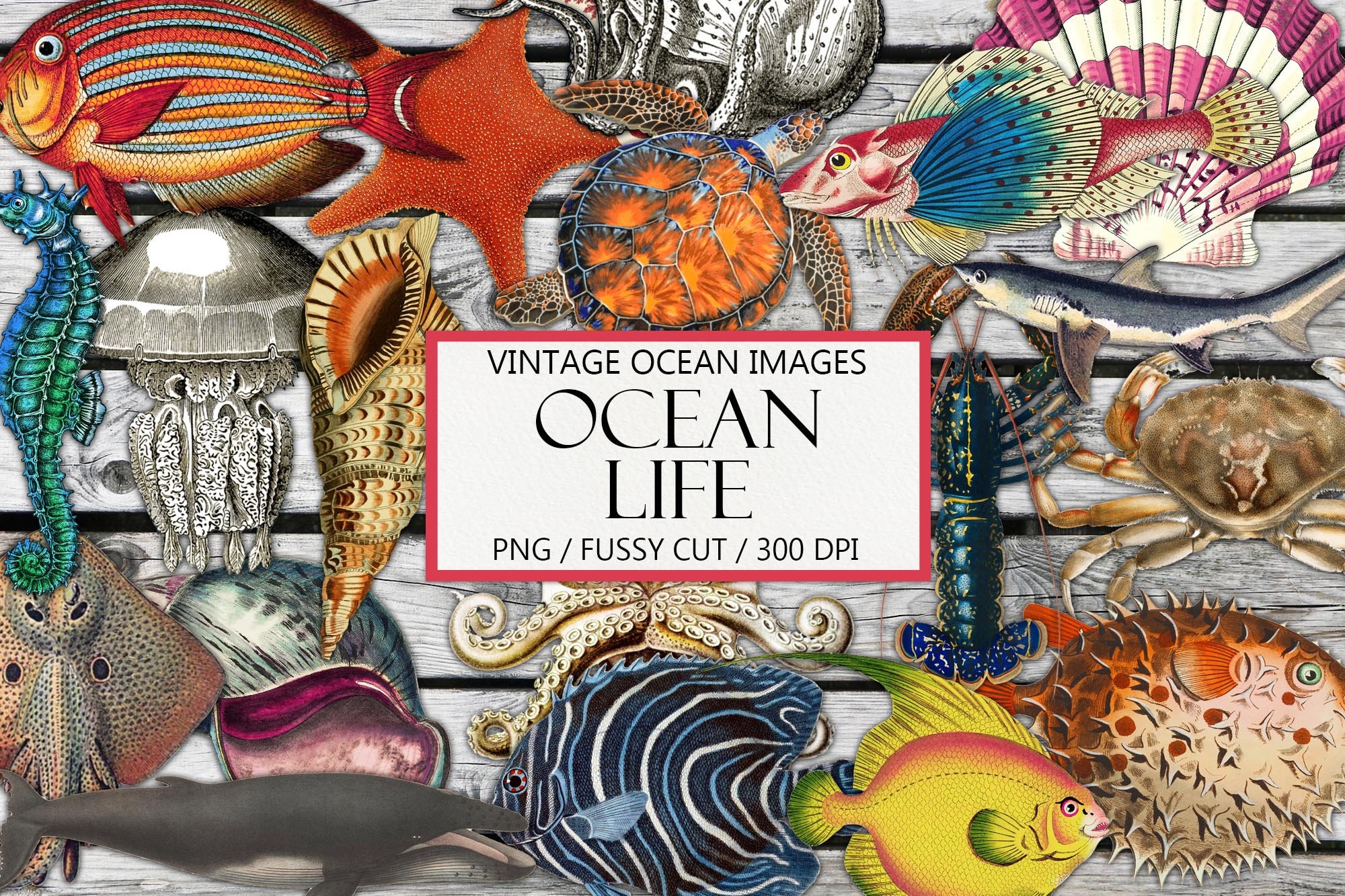 Vintage Ocean Life Clipart: Sea Creatures Ephemera (digital Download ...