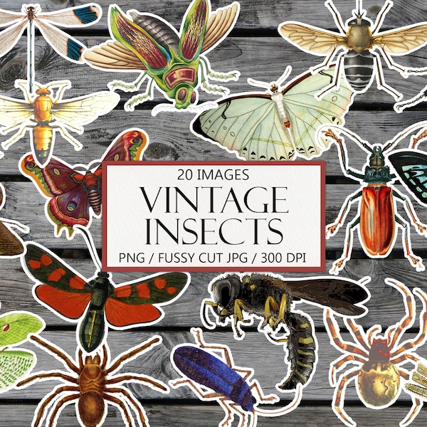 Insect Clipart - Etsy