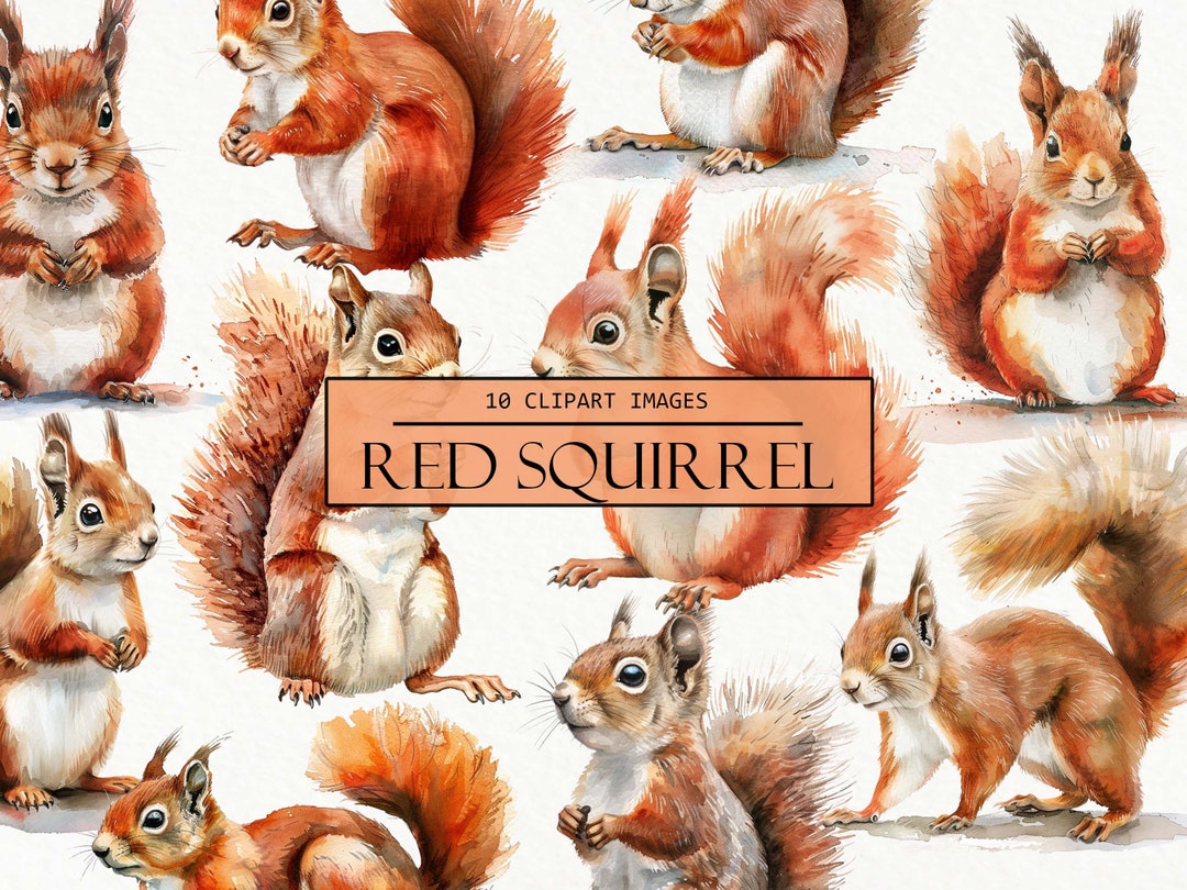 Watercolor Red Squirrel Clipart, Forest Squirrels, Nature Clip Art ...