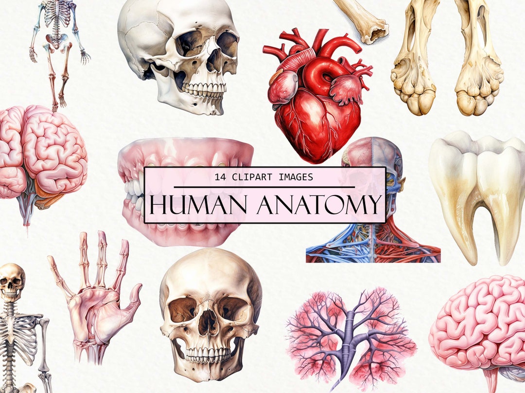 Watercolor Human Anatomy Clipart, Body Part Sublimation, Anatomical ...