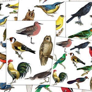 Vintage Birds Clipart, Junk Journal Embellishment, Printable Ephemera ...