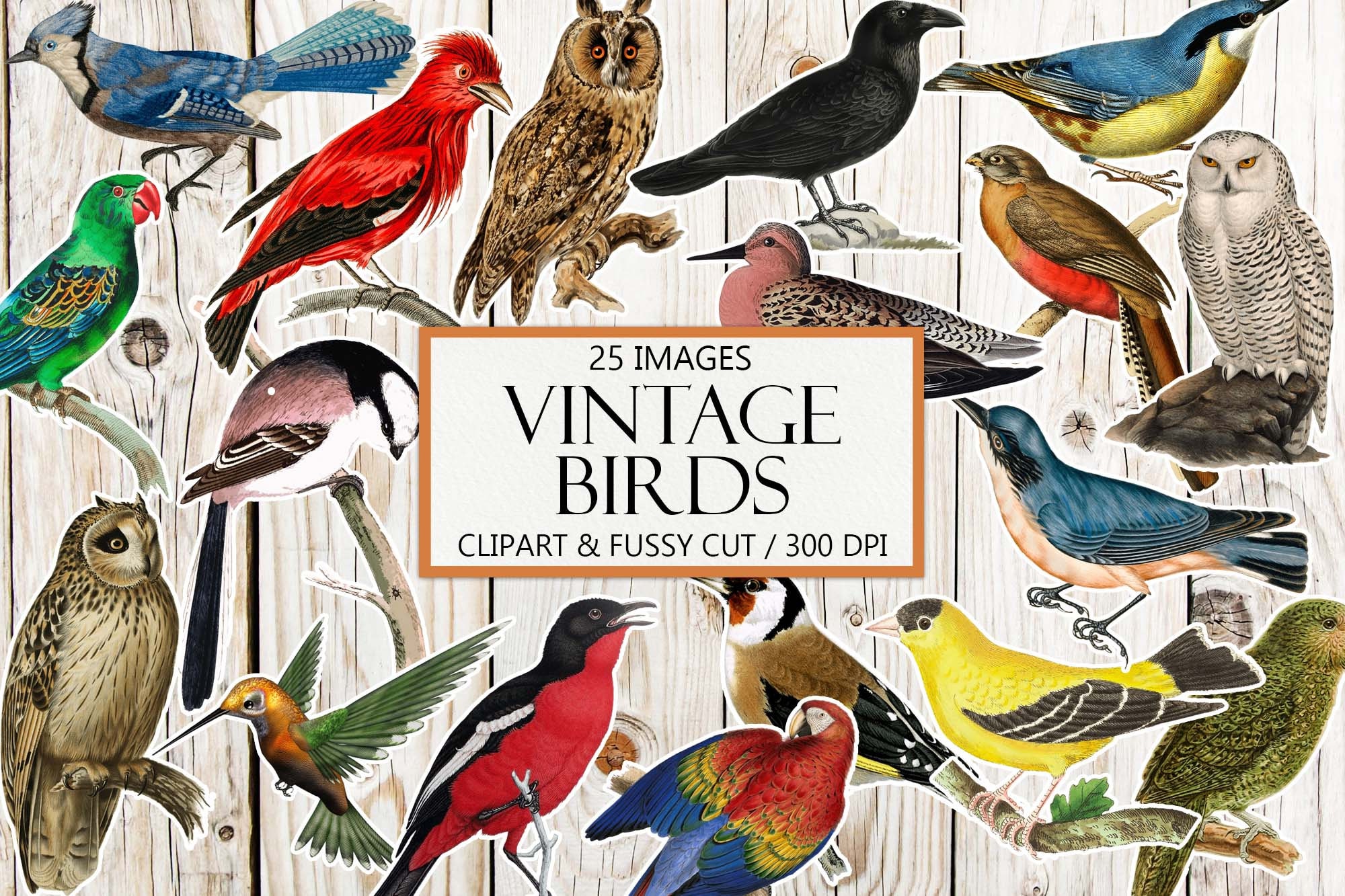 Vintage Birds Clipart Junk Journal Embellishment Printable - Etsy