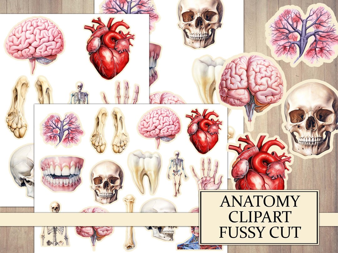 Watercolor Human Anatomy Fussy Cut, Junk Journal Ephemera, Body Parts ...