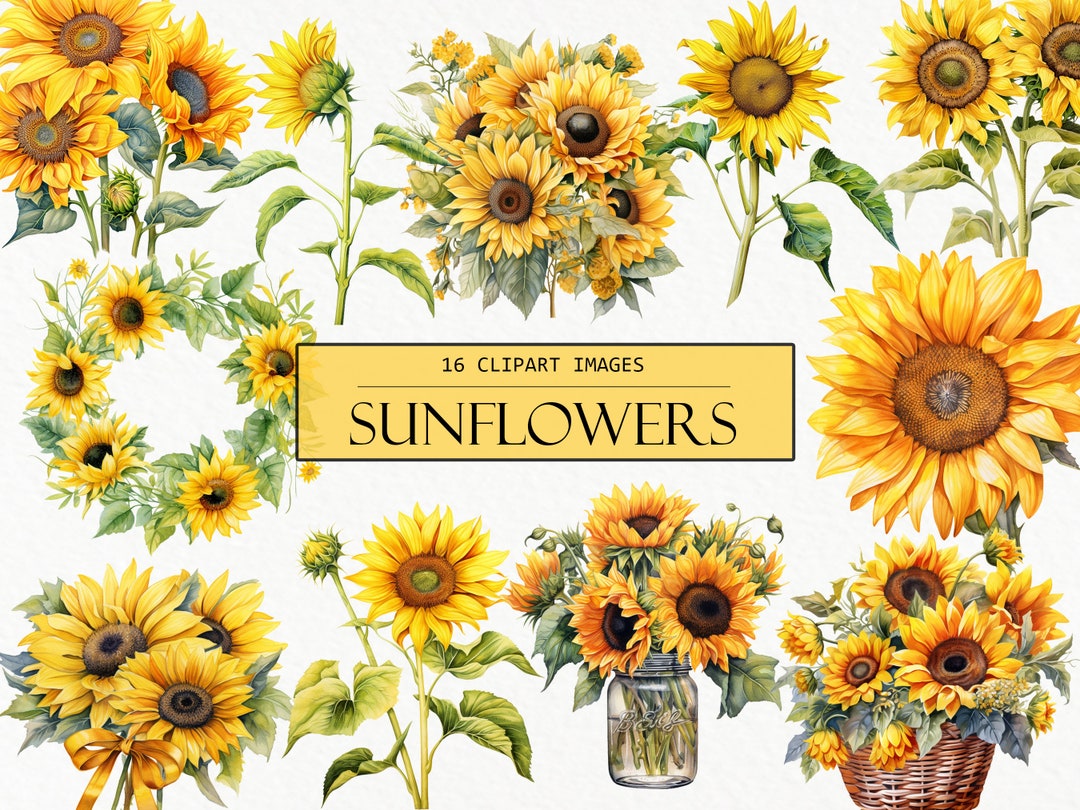 Watercolor Sunflower Clipart, Autumn Flower, Yellow Floral Clip Art ...