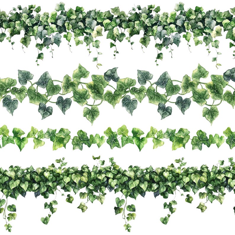 Seamless Ivy Border Clipart: Greenery Decoration (digital Download) - Etsy