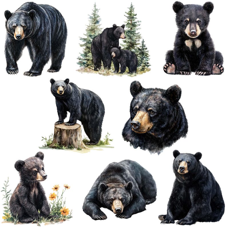 Watercolor Black Bear Clipart: Forest Animal PNG Images (digital ...