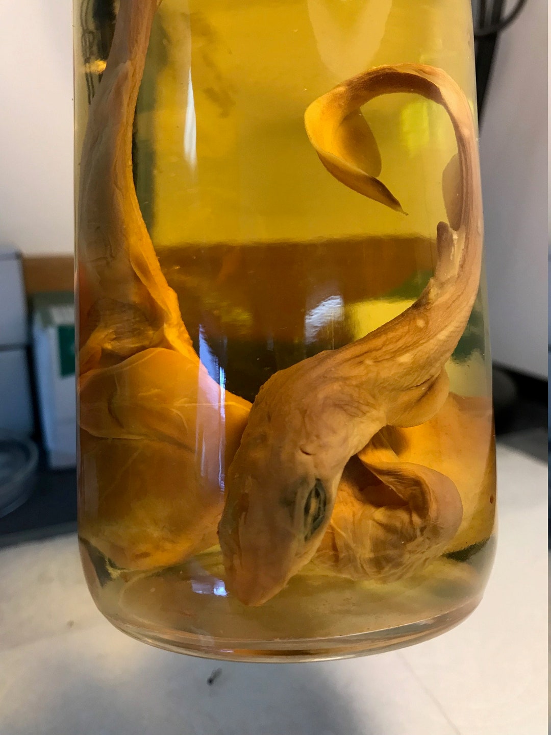 Pacific Spiny Dogfish young Wet Specimen - Etsy