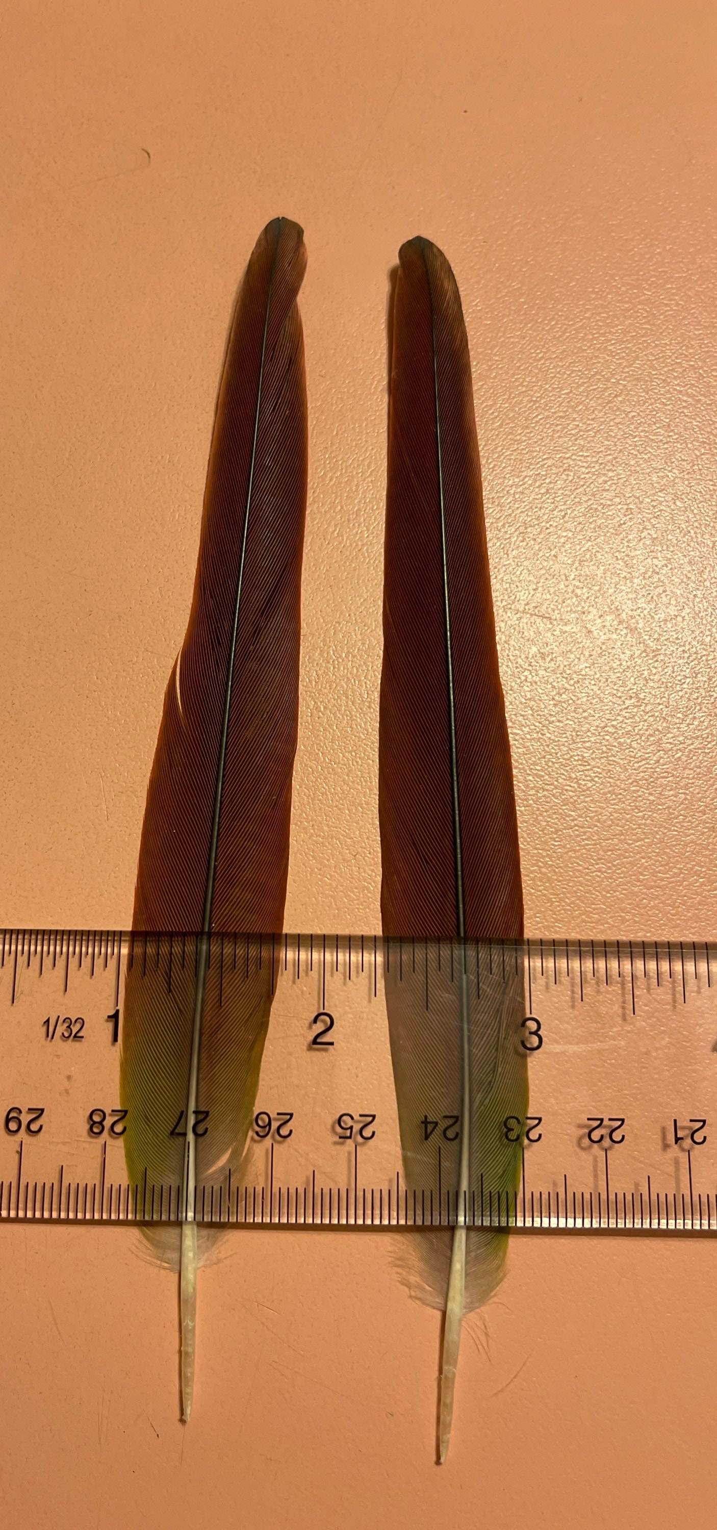 Green Check Conure Feathers Set of 2 - Etsy