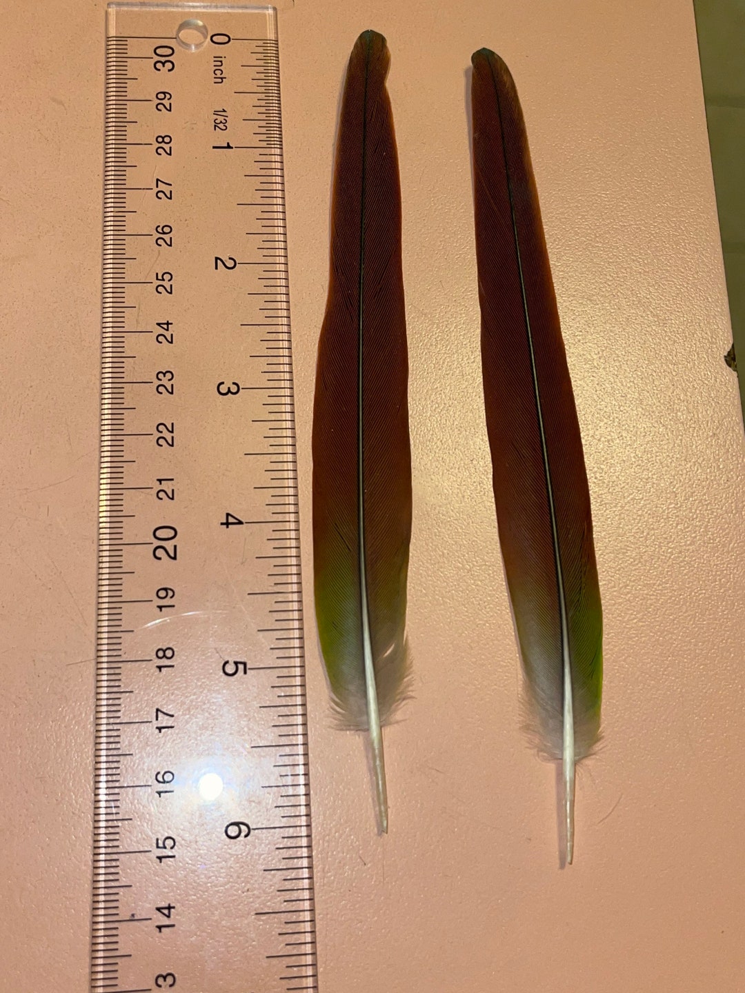 Green Check Conure Feathers Set of 2 - Etsy