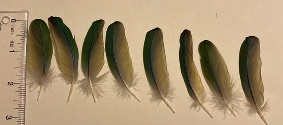 Green Cheek Conure Feathers Set of 2 Medium Size Feathers. - Etsy
