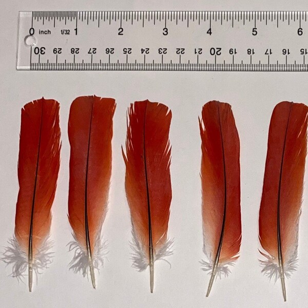 Gray Grey Feathers - Etsy