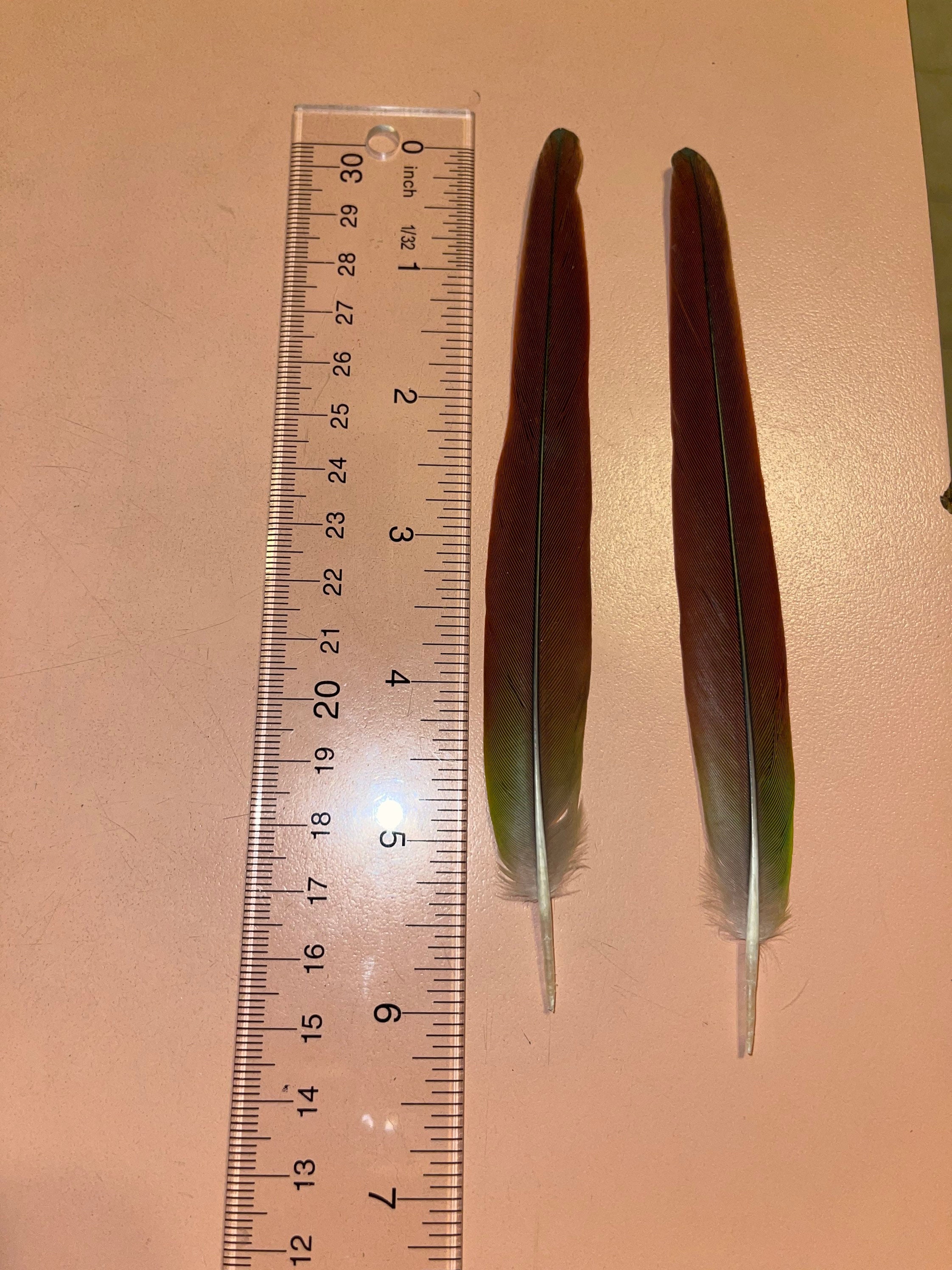 Green Check Conure Feathers Set of 2 - Etsy