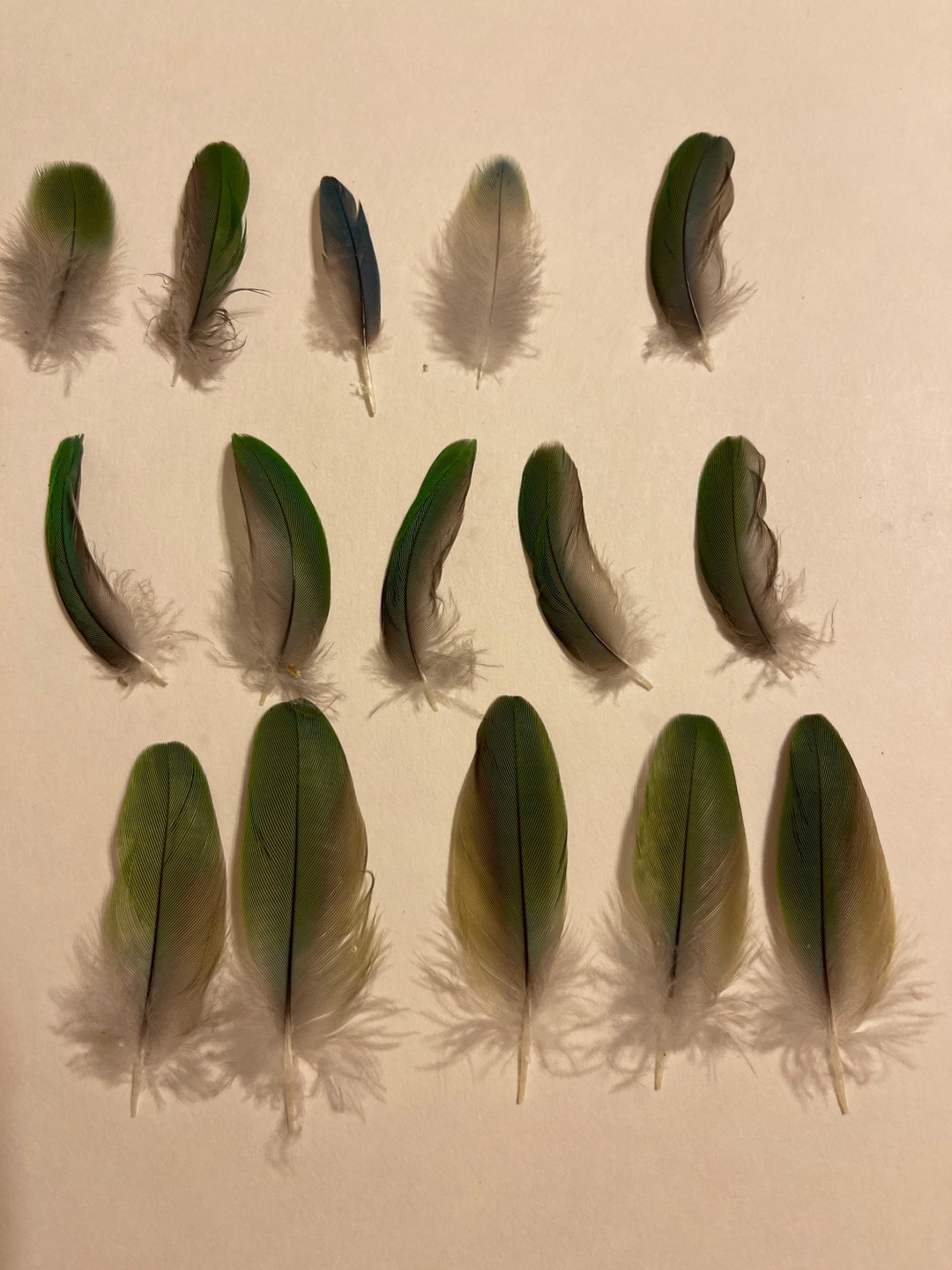 Small Green Cheek Conure Feathers Set of 2 - Etsy