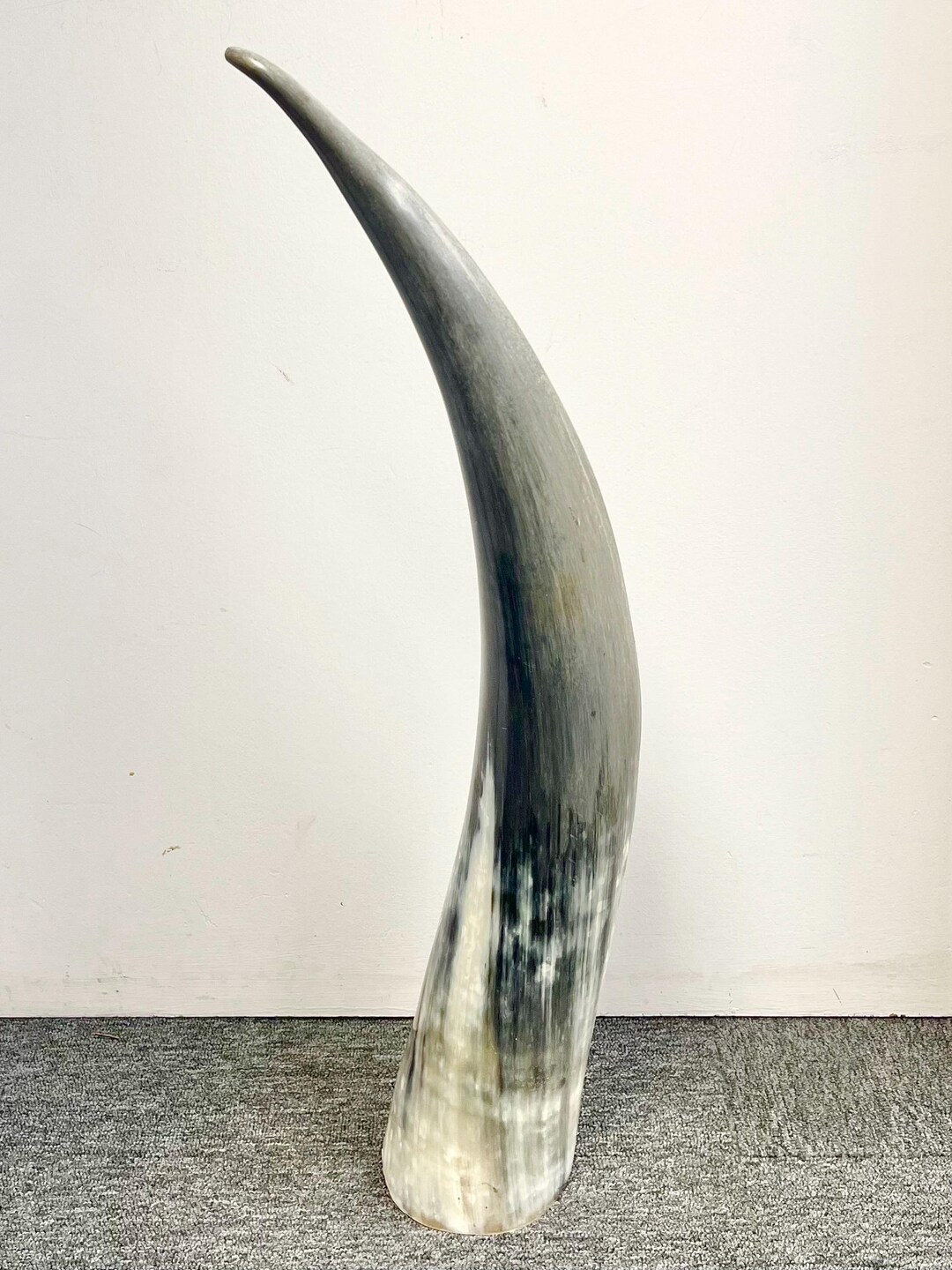 Large Vintage Cattle Horn for Interior Design Home Decor or Photo ...