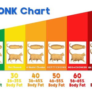 The Chonk Chart (female) - Cat Weight Gain Poster - Veterinary Wall Art ...