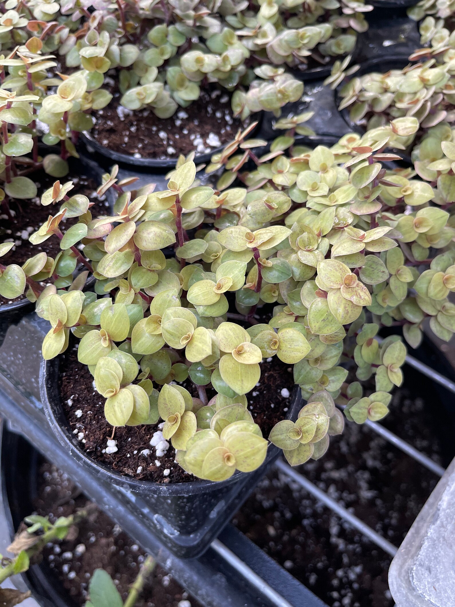 Callisia Repens 'gold' 4' Pot Live Houseplant | Etsy