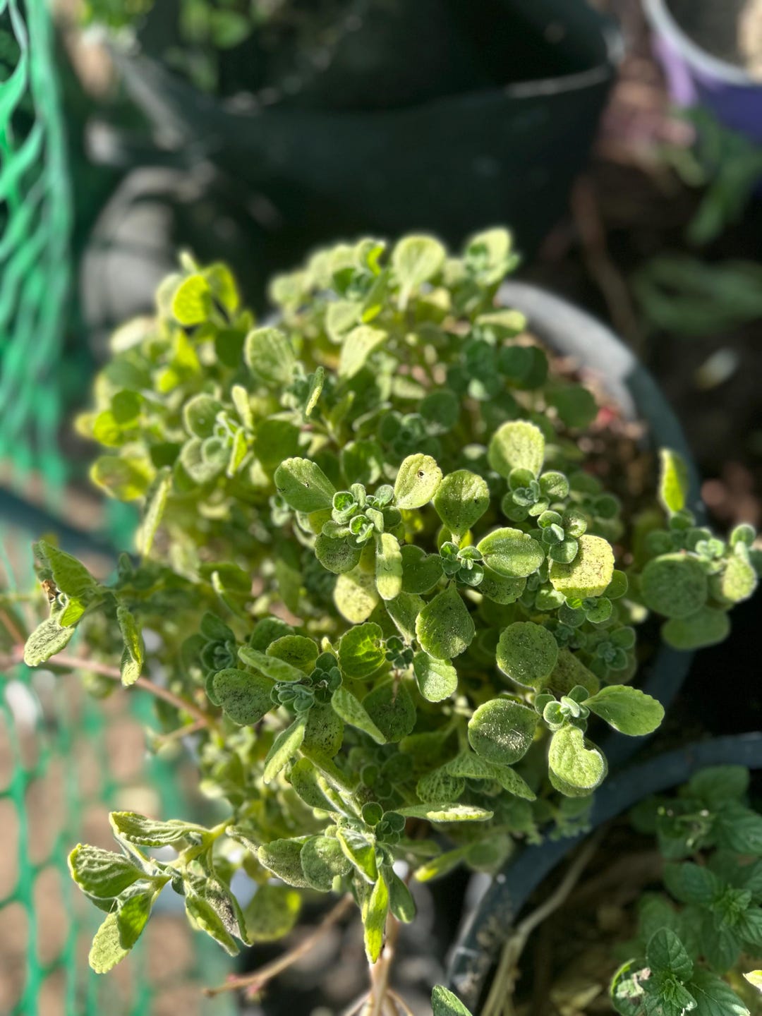 Vicks Plant Cutting Plectranthus Tomentosa FRESH & ORGANICALLY GROWN - Etsy