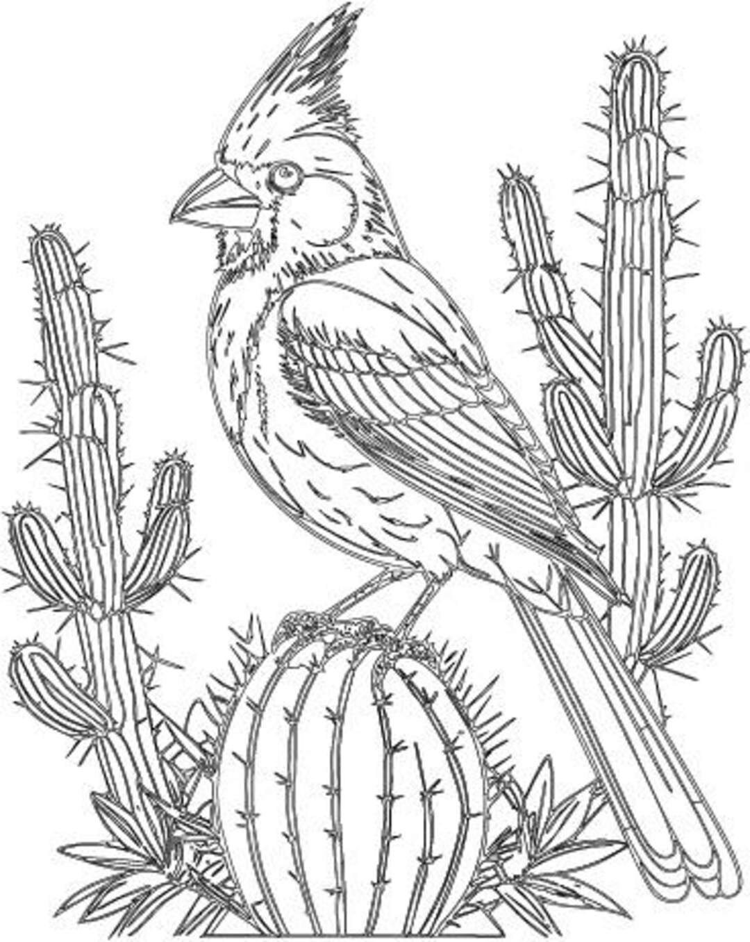 Arizona Cardinal Coloring Sheet - Etsy