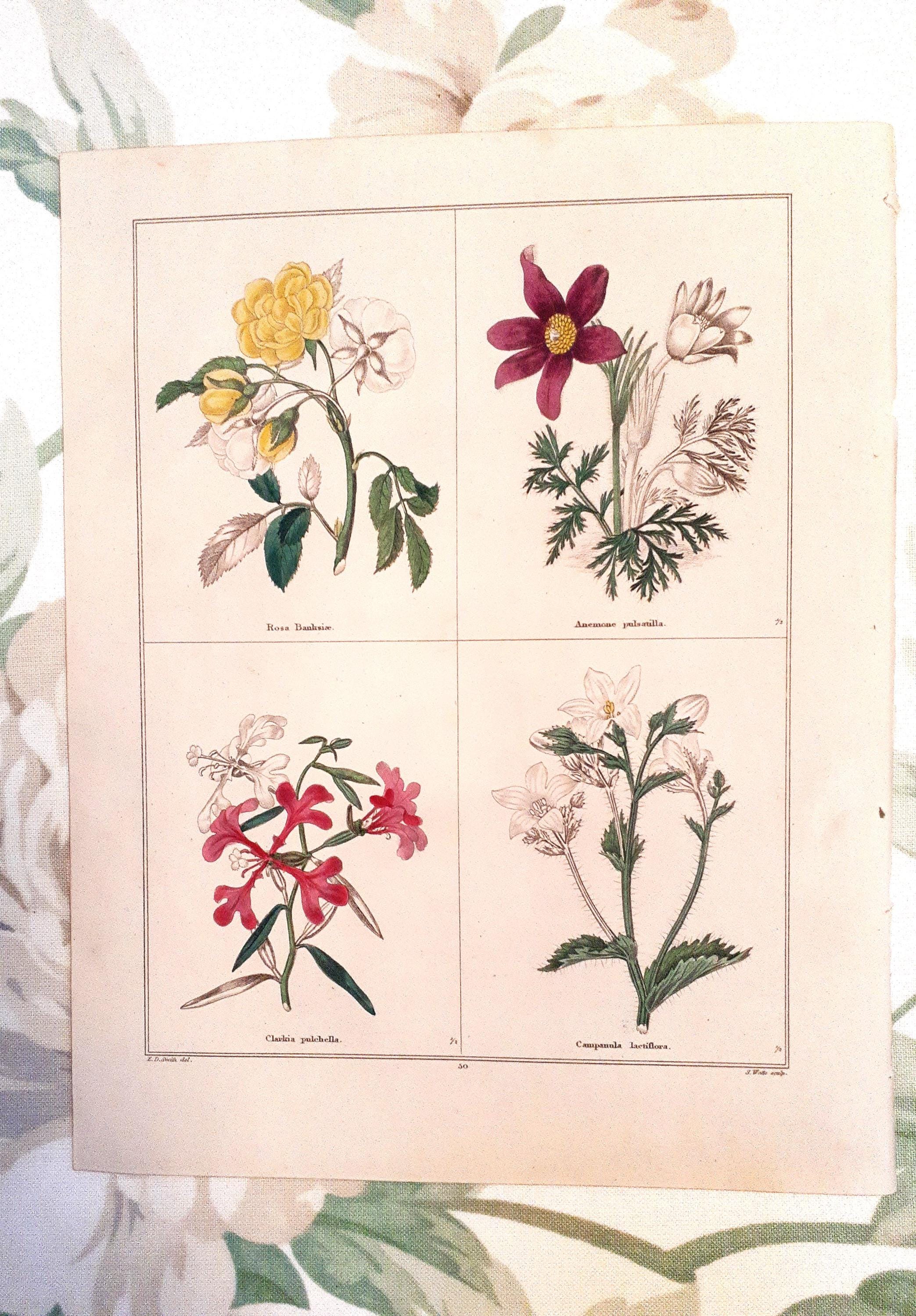 Pair of Victorian Botanical Hand Coloured Bookplates of Spring Flowers ...