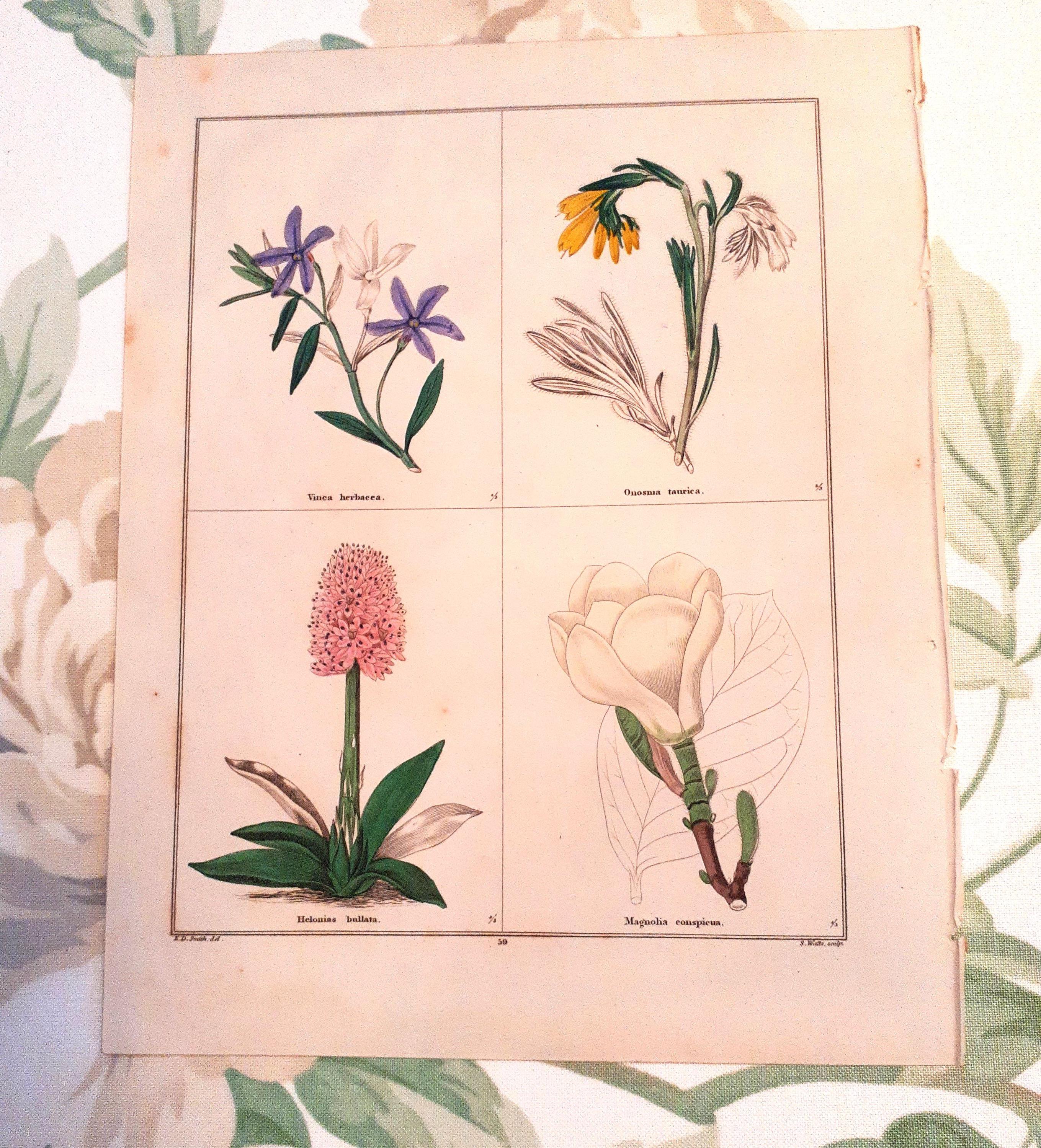 Pair of Victorian Botanical Hand Coloured Bookplates of Spring Flowers ...