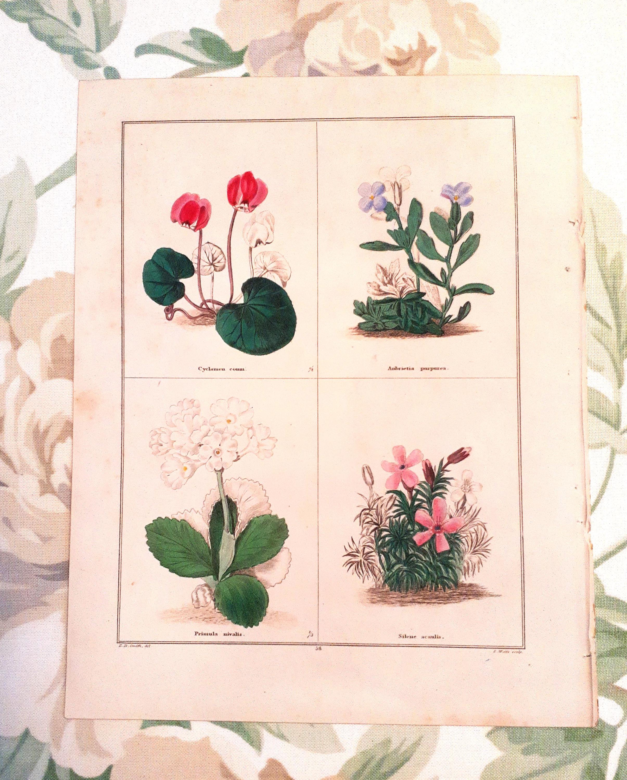 Pair of Victorian Botanical Hand Coloured Bookplates of Spring Flowers ...