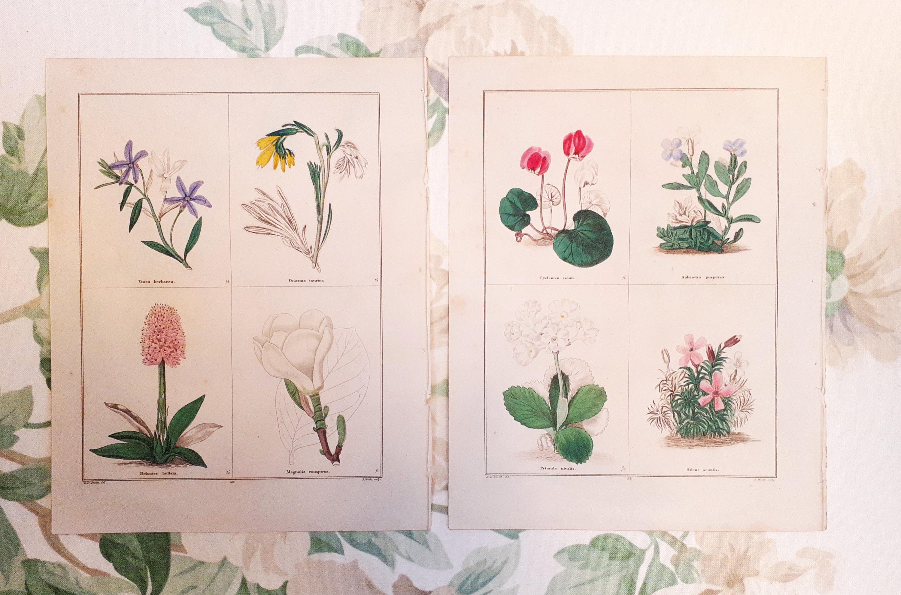 Pair of Victorian Botanical Hand Coloured Bookplates of Spring Flowers ...