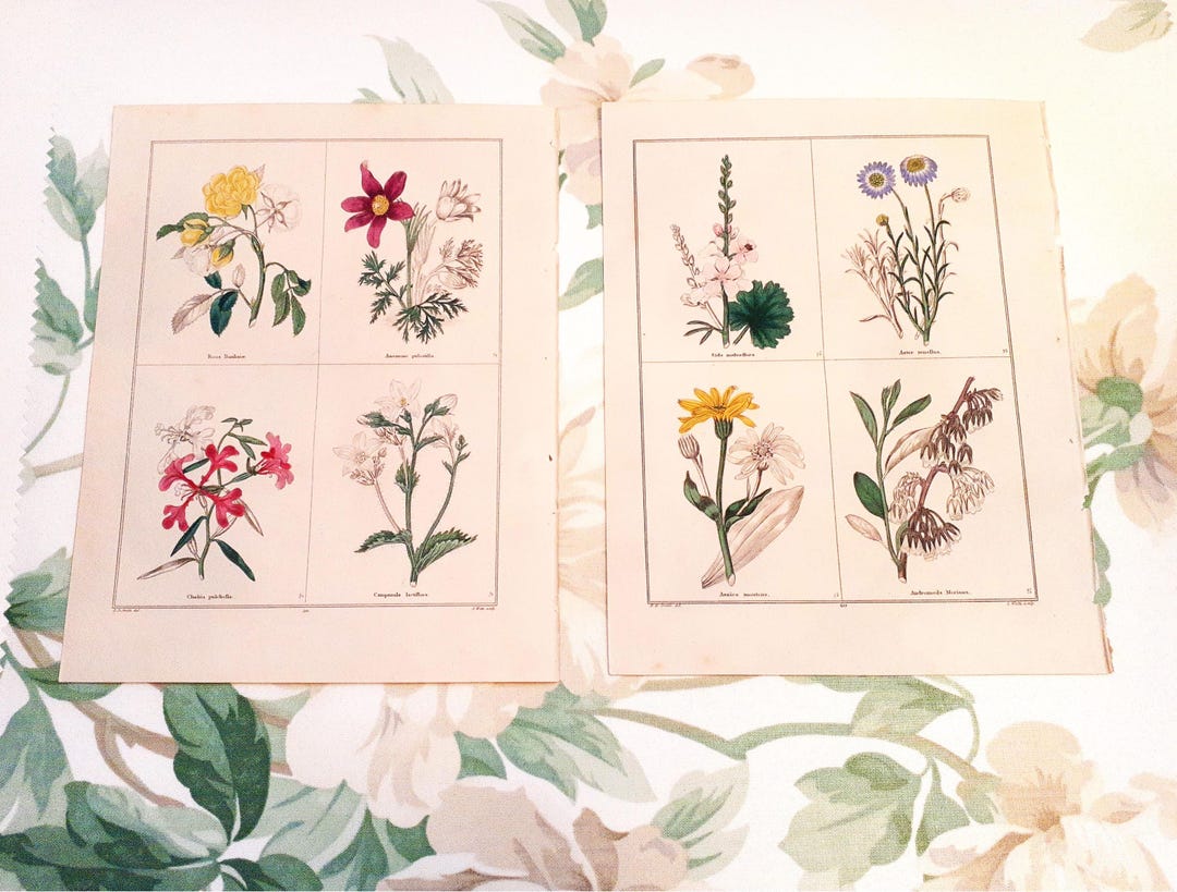 Pair of Victorian Botanical Hand Coloured Bookplates of Spring Flowers ...