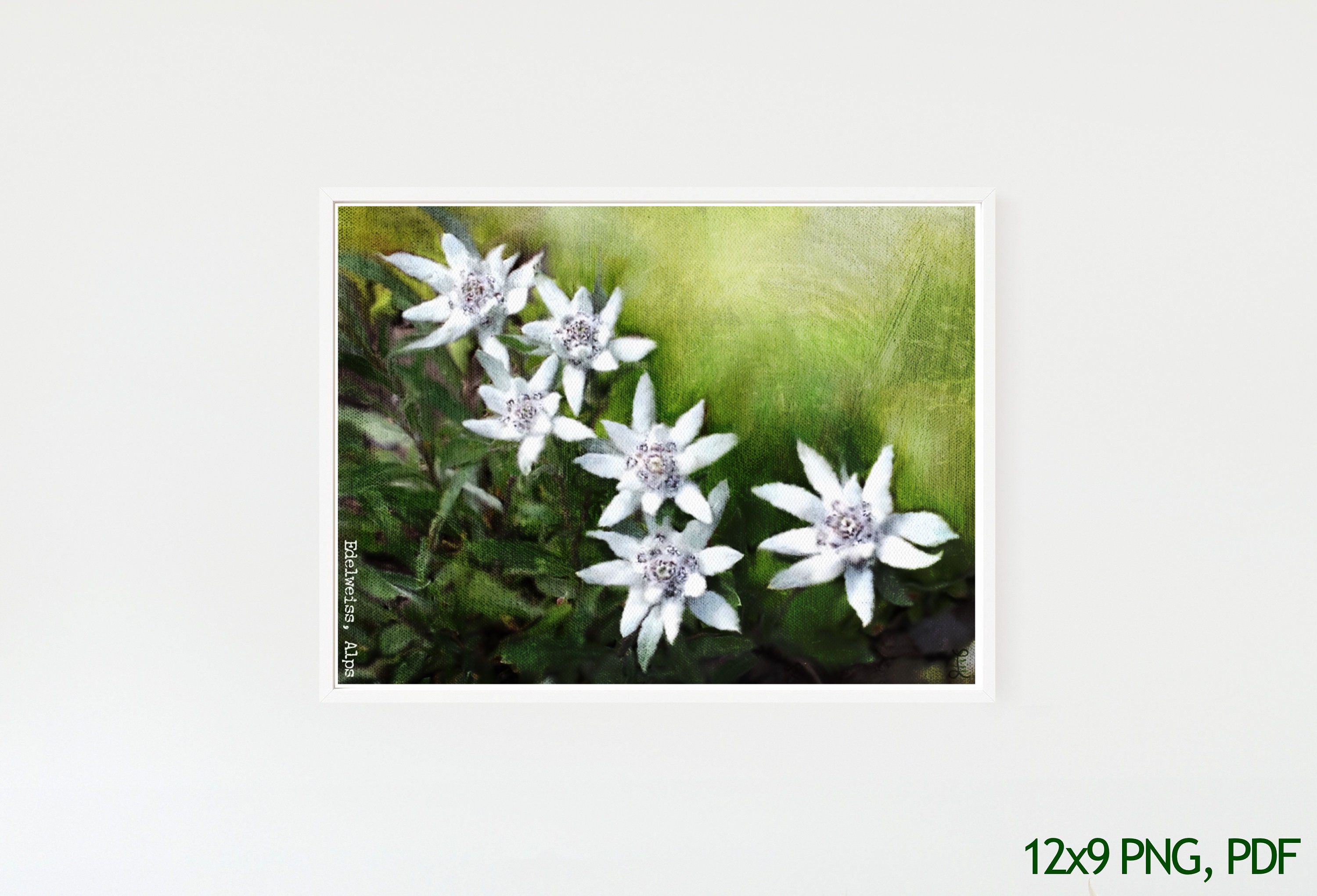 Print - Edelweiss Flowers - Printable - Digital Print - Etsy