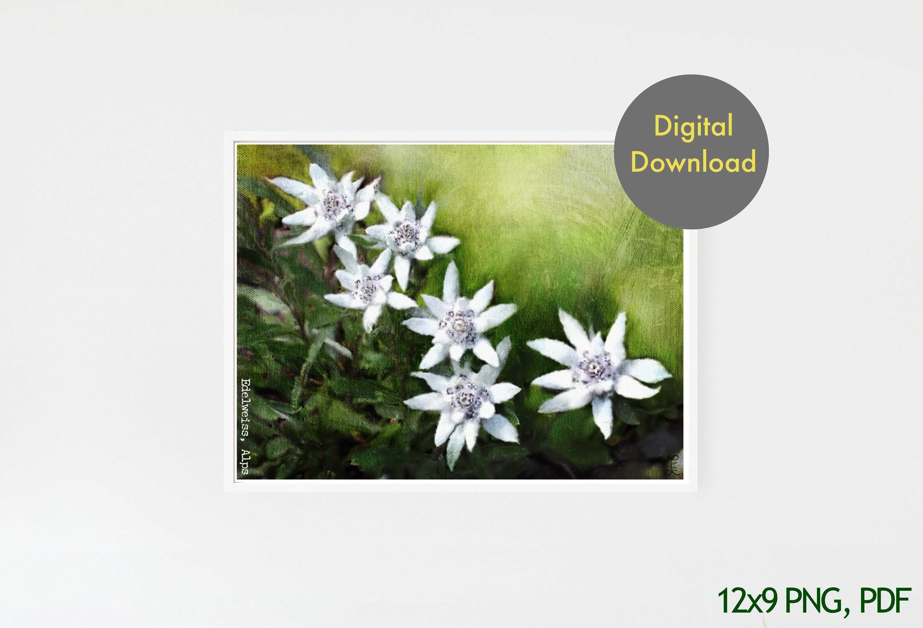 Print - Edelweiss Flowers - Printable - Digital Print - Etsy