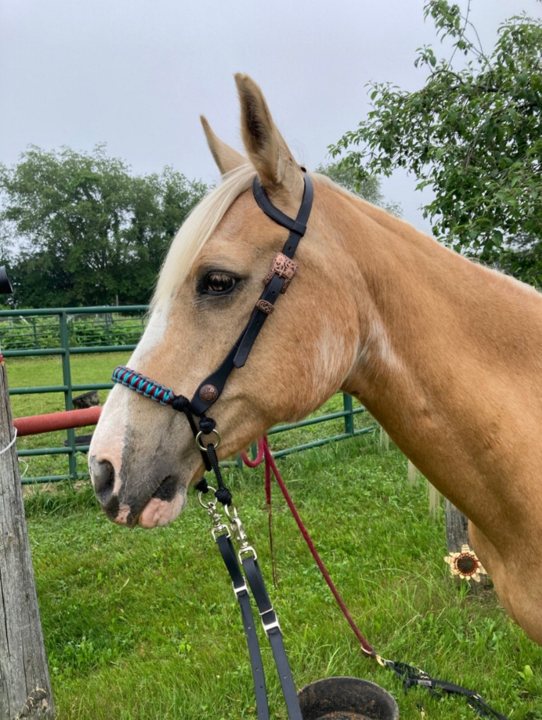 Indian Bosal Soft Rope Bitless Hackamore Training Bosal Liberty Bitless ...