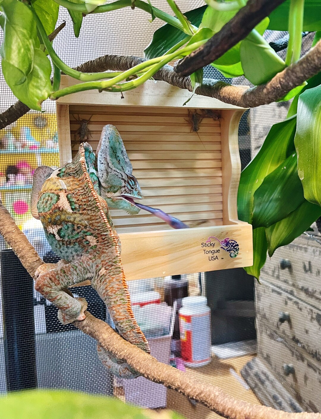 Natural Wood Chameleon Cricket Feeder Small - Sticky Tongue USA, Eco ...