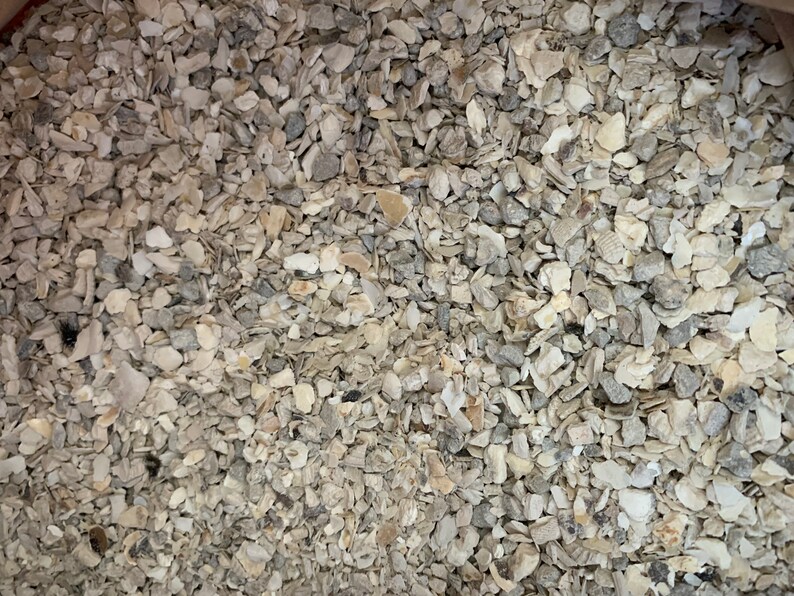 Calcium and Crushed Oyster Shells Grit for Chickens and Ducks 5 Lb Bag ...