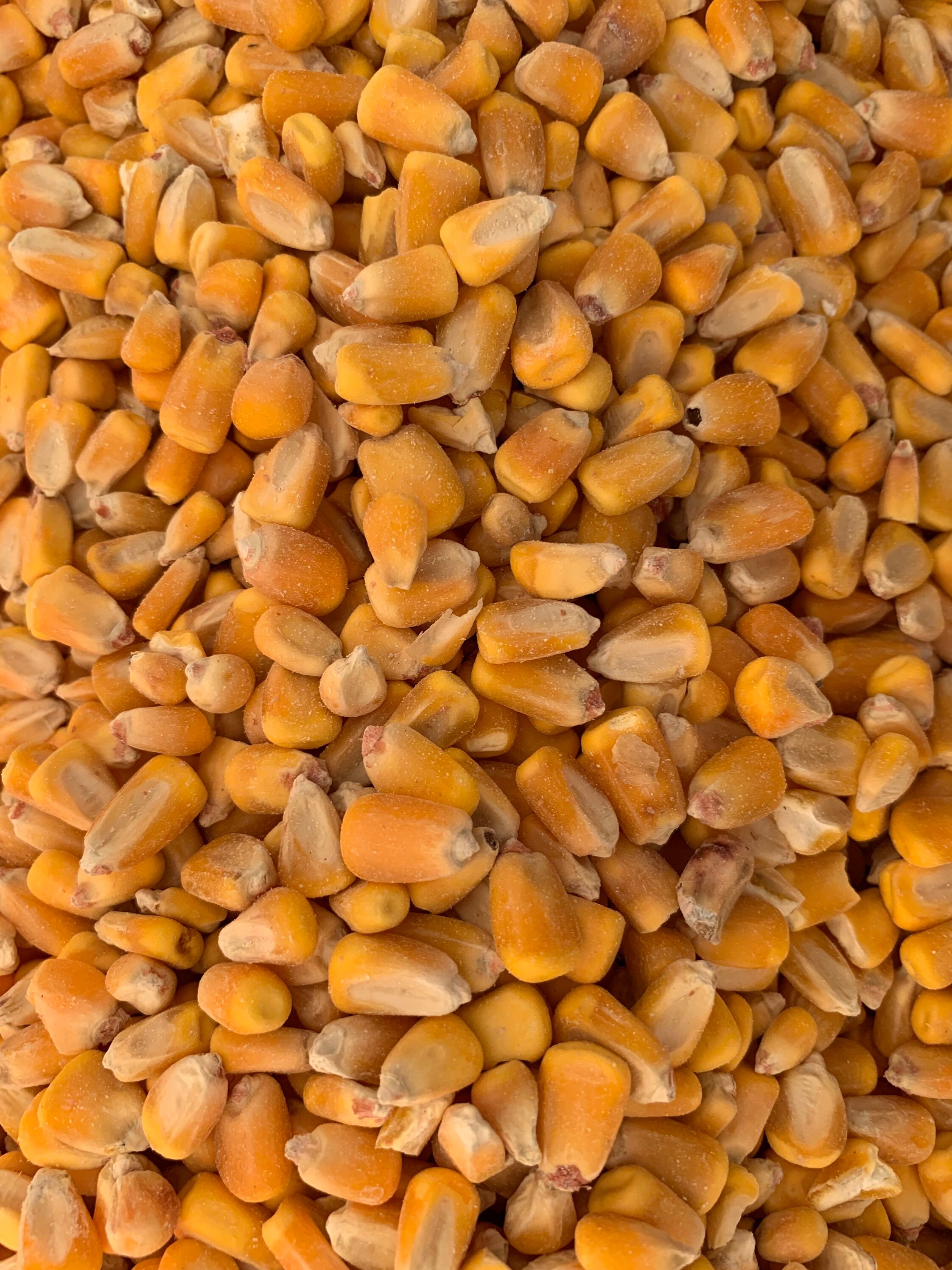 Apple Flavor Deer Corn 10 Lb Bag - Etsy